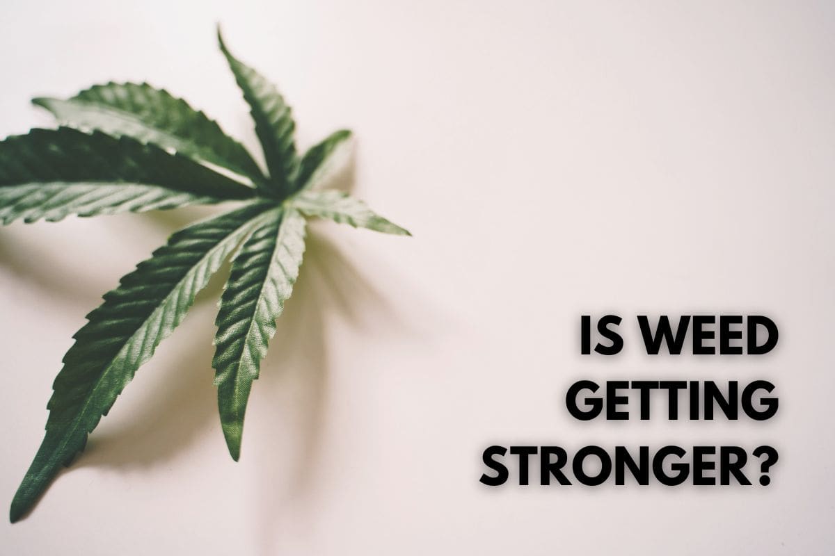 How Much Stronger Is Weed Now The Freedom Center How Much Stronger Is Weed Now The Freedom Center